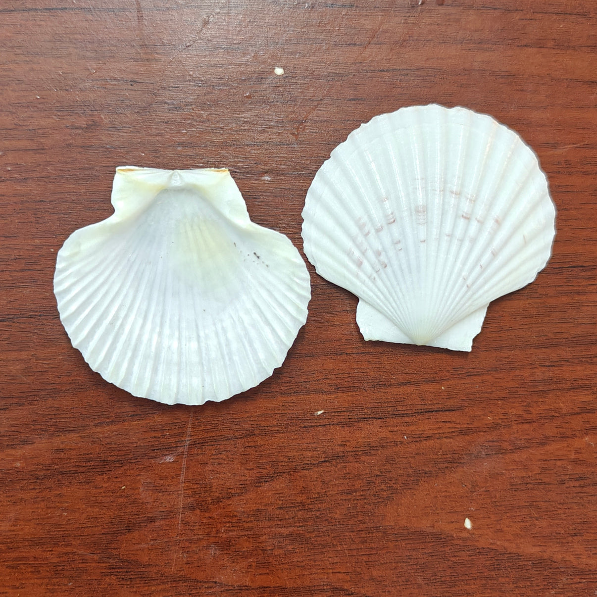 White shell – Maya Resin Store